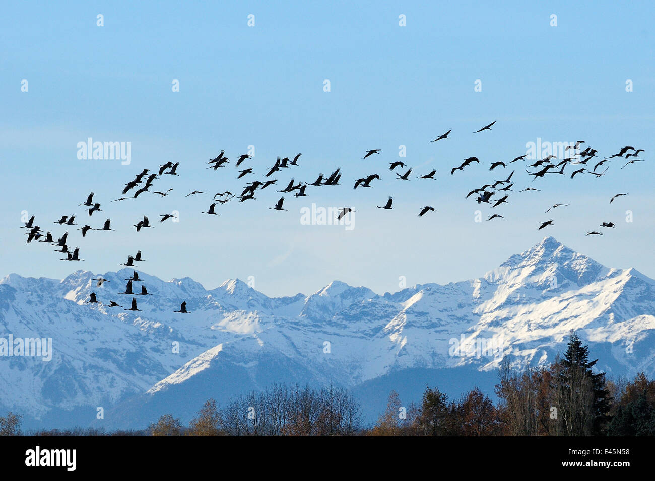 French pyrenees birds hi-res stock photography and images - Alamy