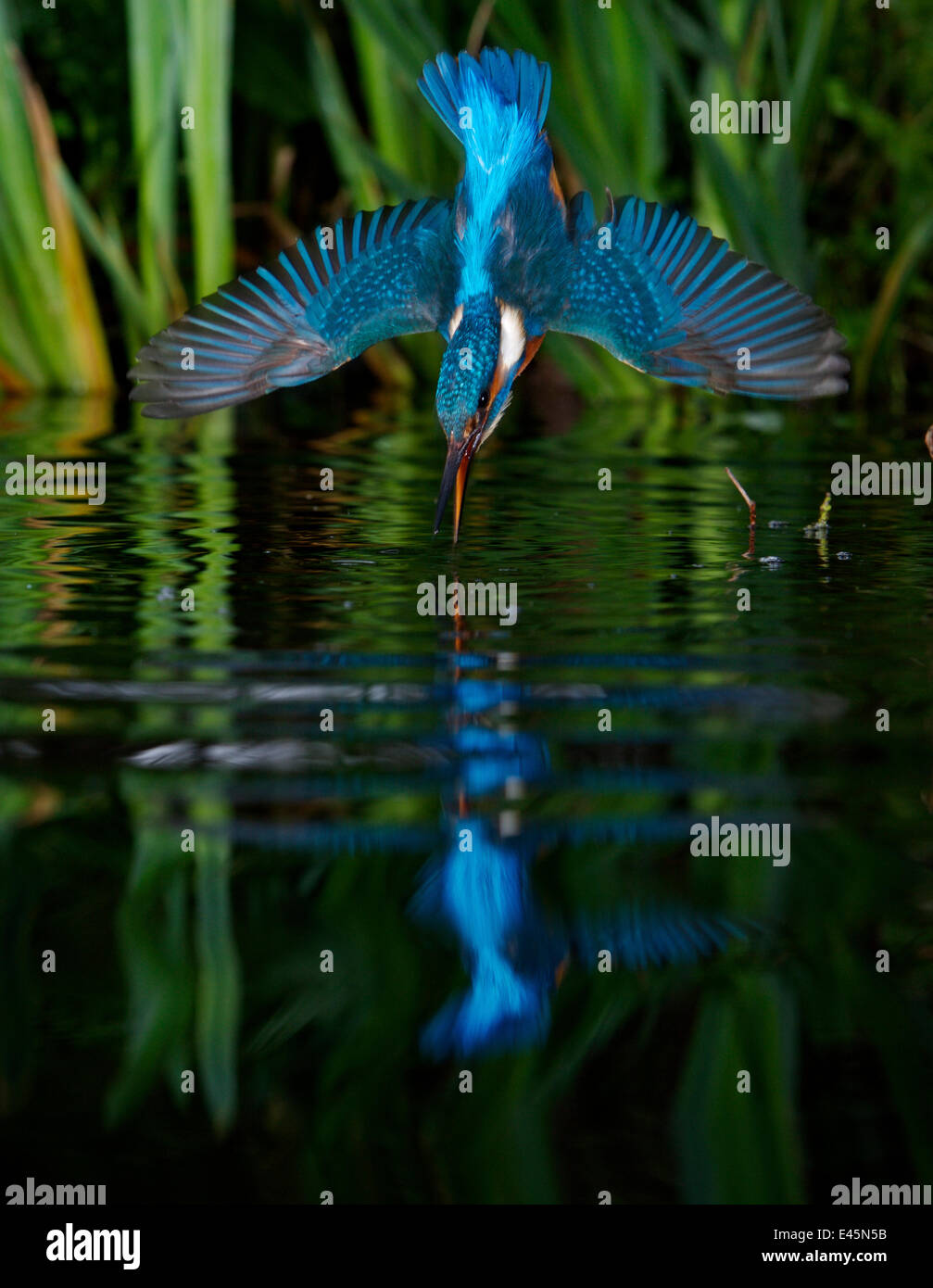 Kingfisher Diving Into Water