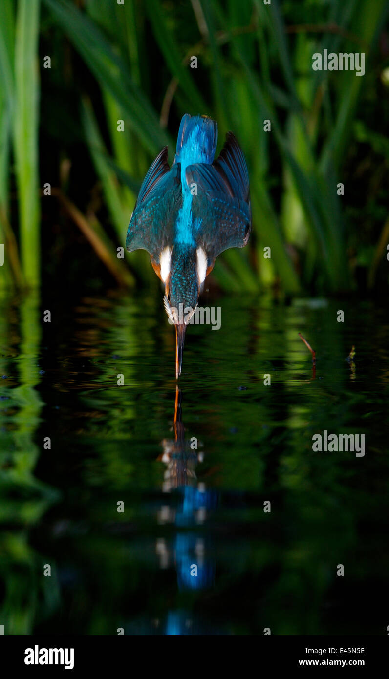 Kingfisher Diving Into Water