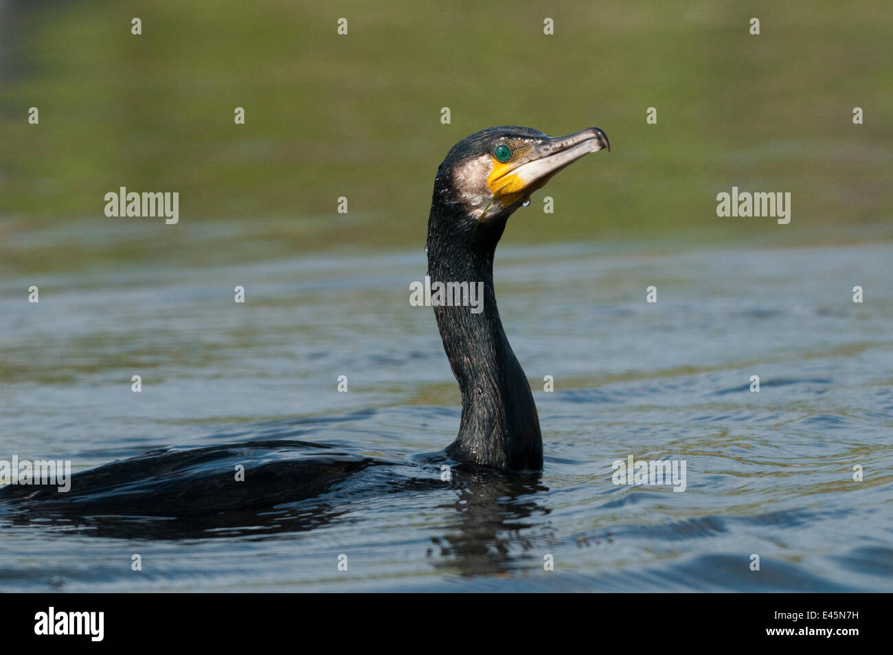 Great cormorant (Phalacrocorax carbo) on water, Fisher pond, Prypiat ...