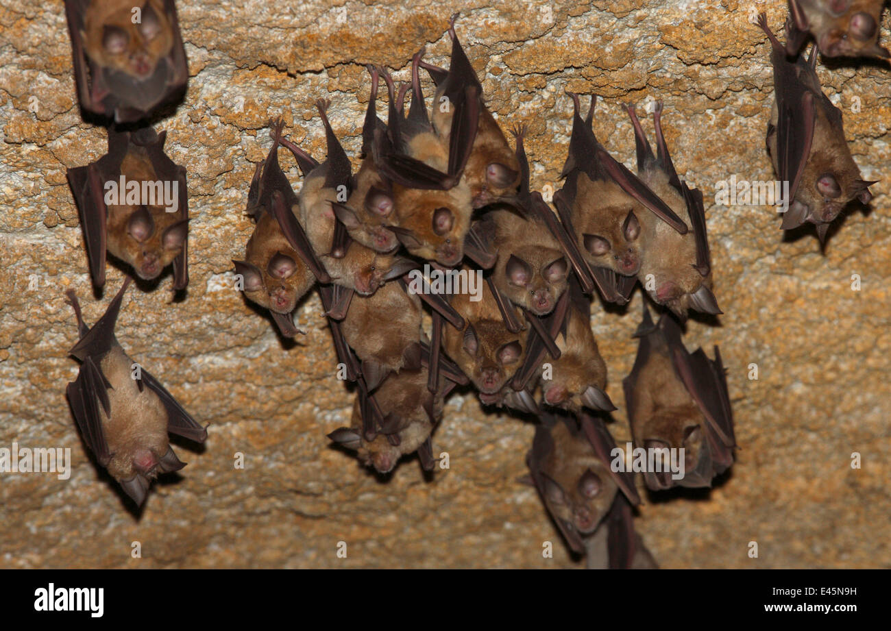 Lesser mouse eared bats (Myotis blythii) roosting in cave, Bagerova ...