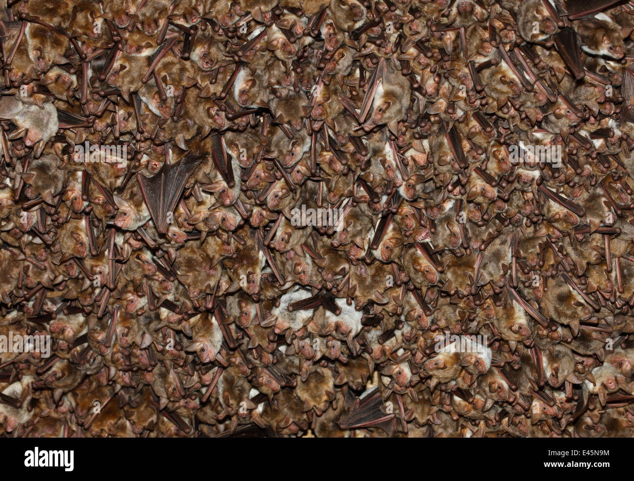 Lesser mouse eared bat (Myotis blythii) colony roosting in cave ...