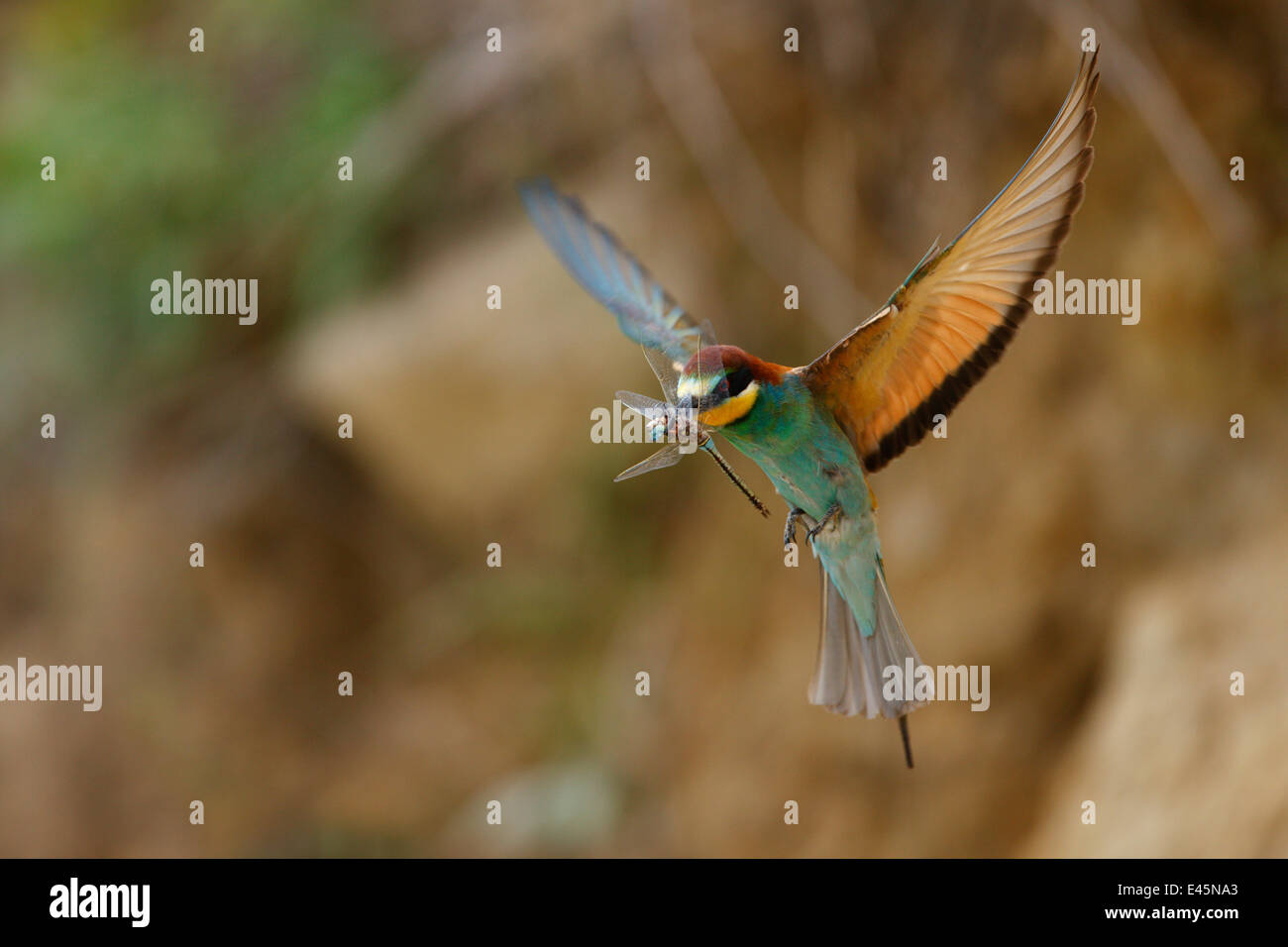 European bee eater (Merops apiaster) in flight with Dragonfly prey ...