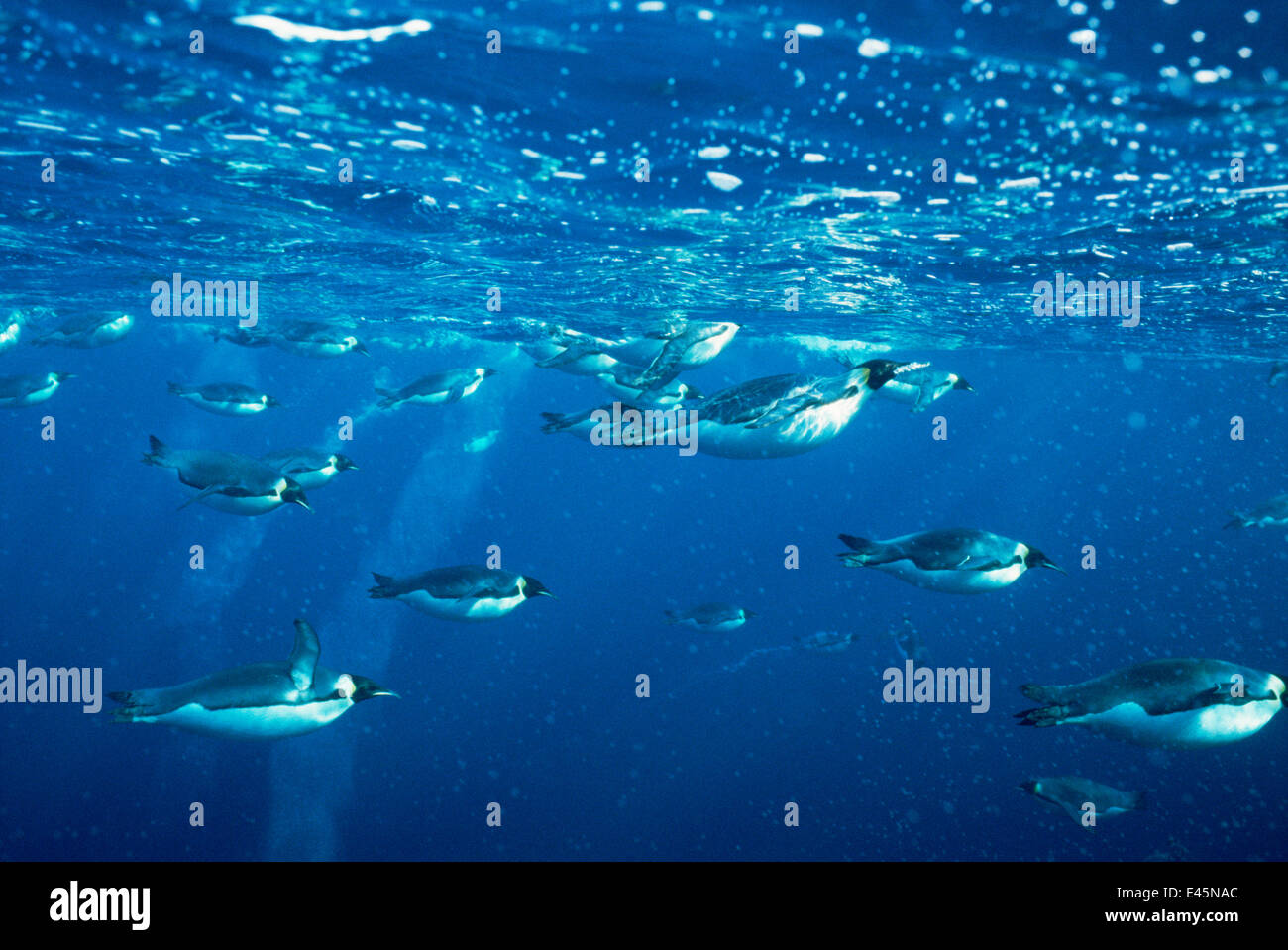 Emperor penguins (Aptenodytes forsteri) swimming underwater, Cape ...