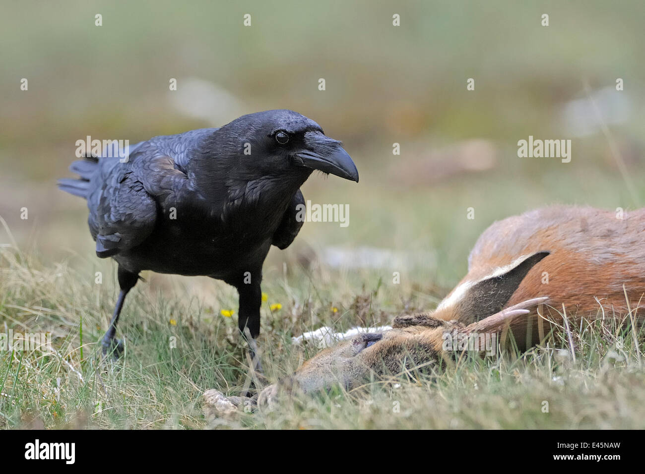 Raven species hi-res stock photography and images - Alamy