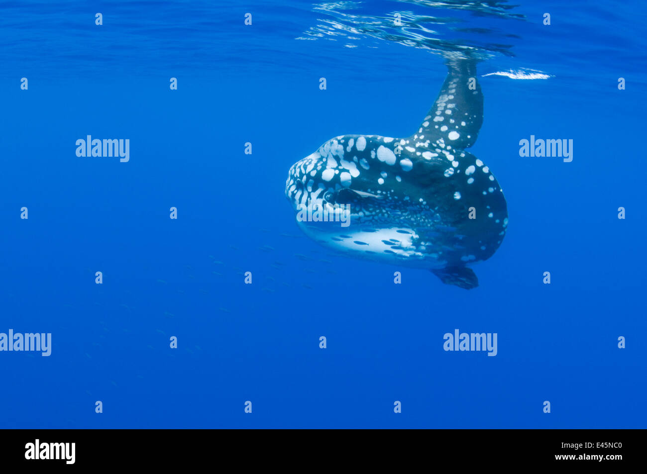 Mola mola fish hi-res stock photography and images - Alamy