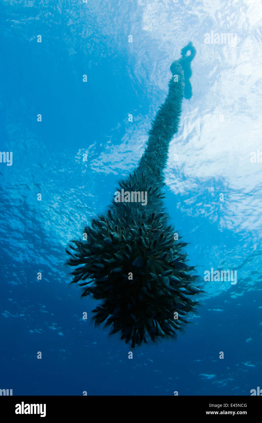 Goose Barnacle Underwater
