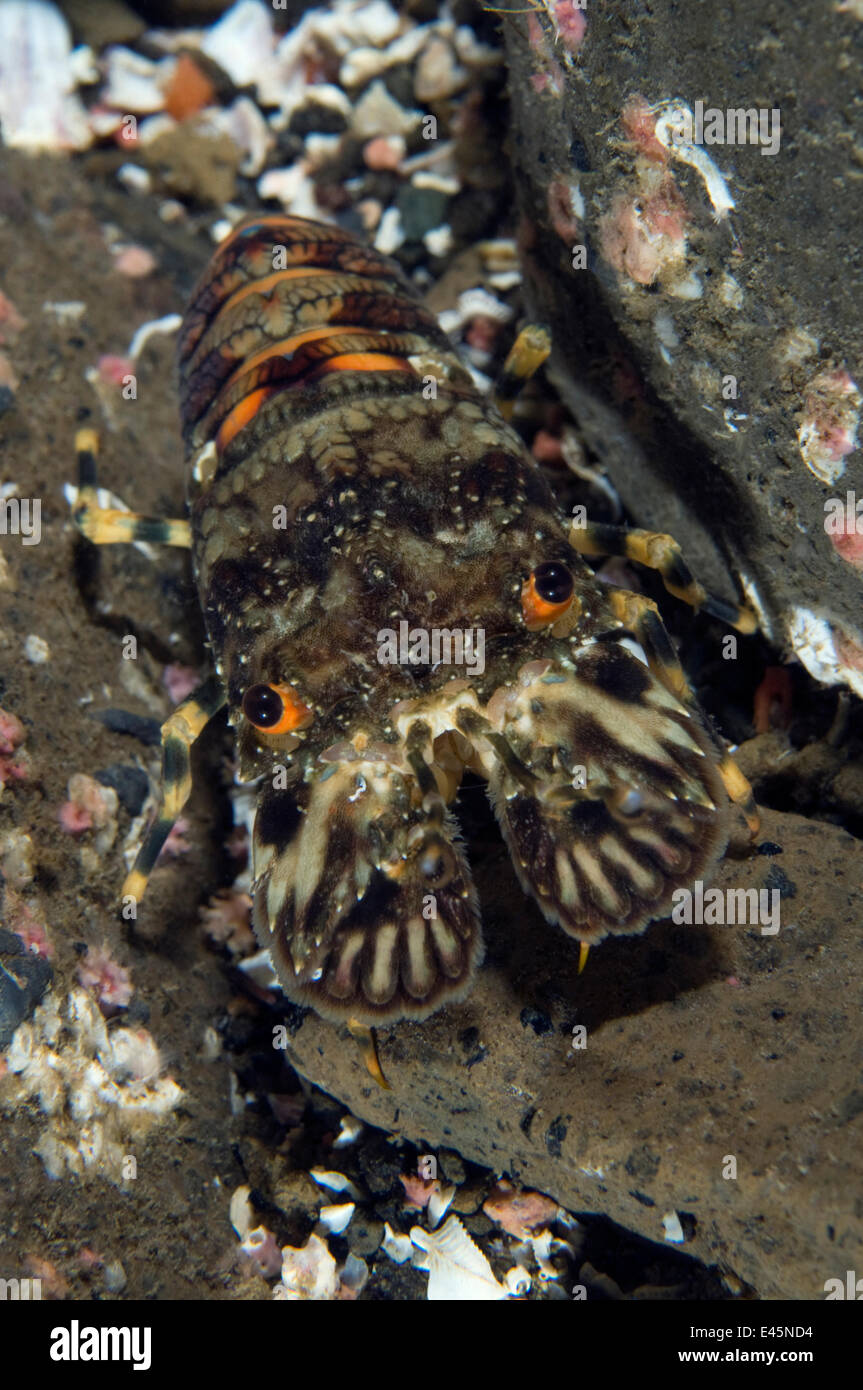 Small european locust lobster scyllarus hi-res stock photography and ...