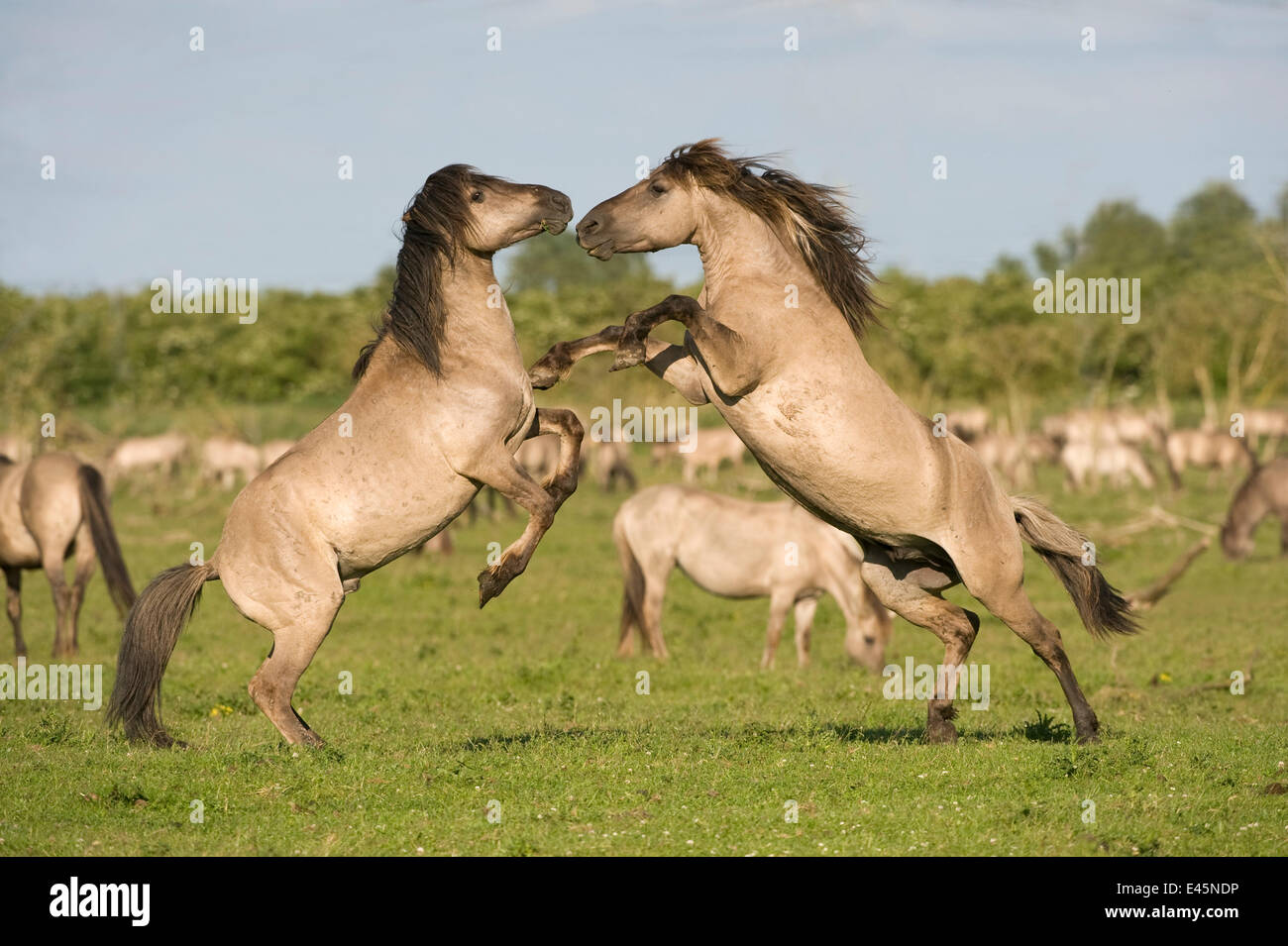 Aggressive horse hi-res stock photography and images - Alamy