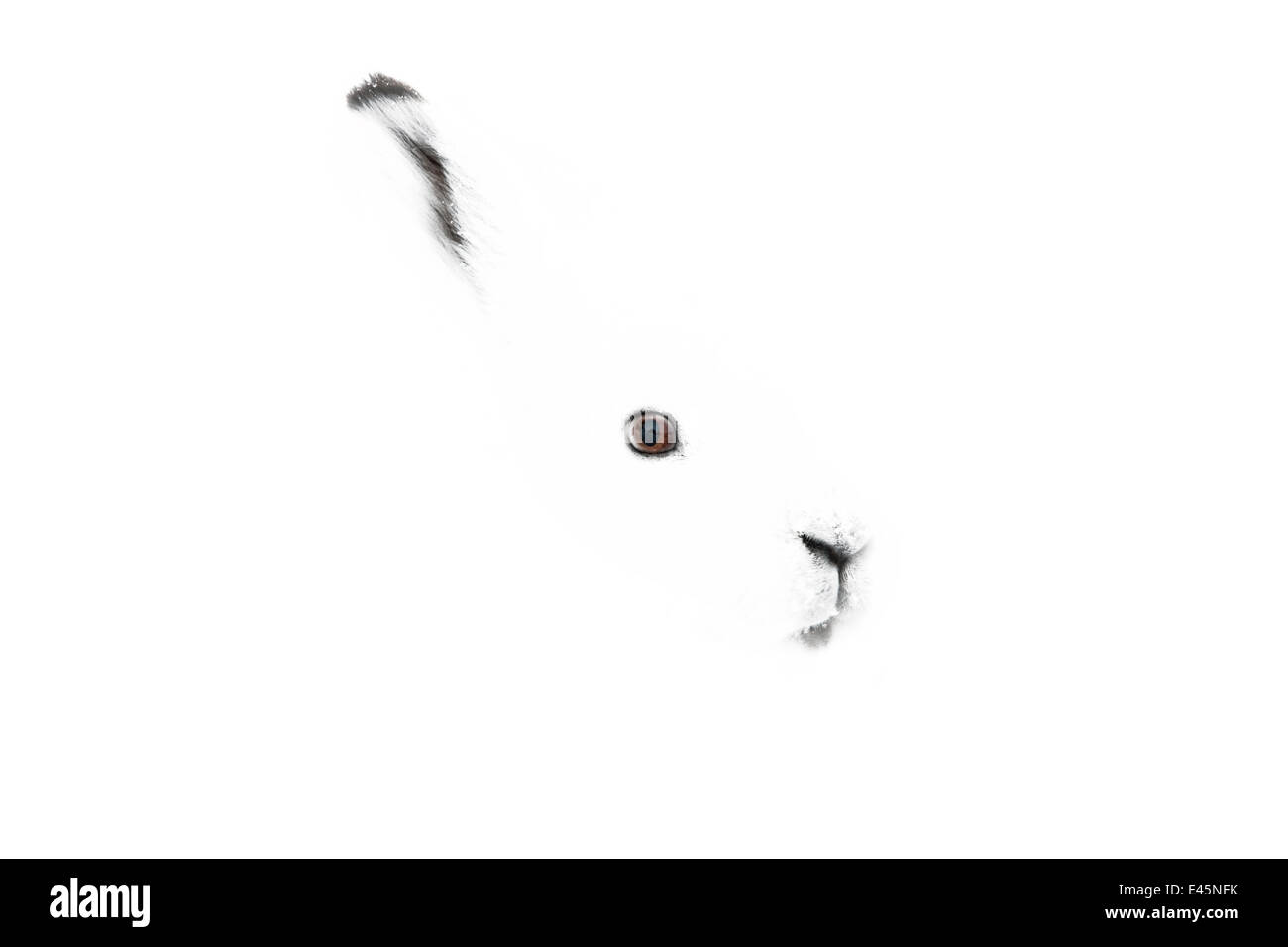 Arctic hare snow Cut Out Stock Images & Pictures - Alamy