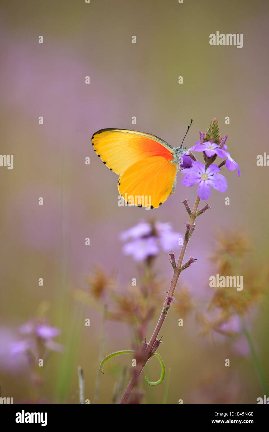 Dotted Border Wave moth (Idaea sylvestraria) at rest, feeding on nectar ...