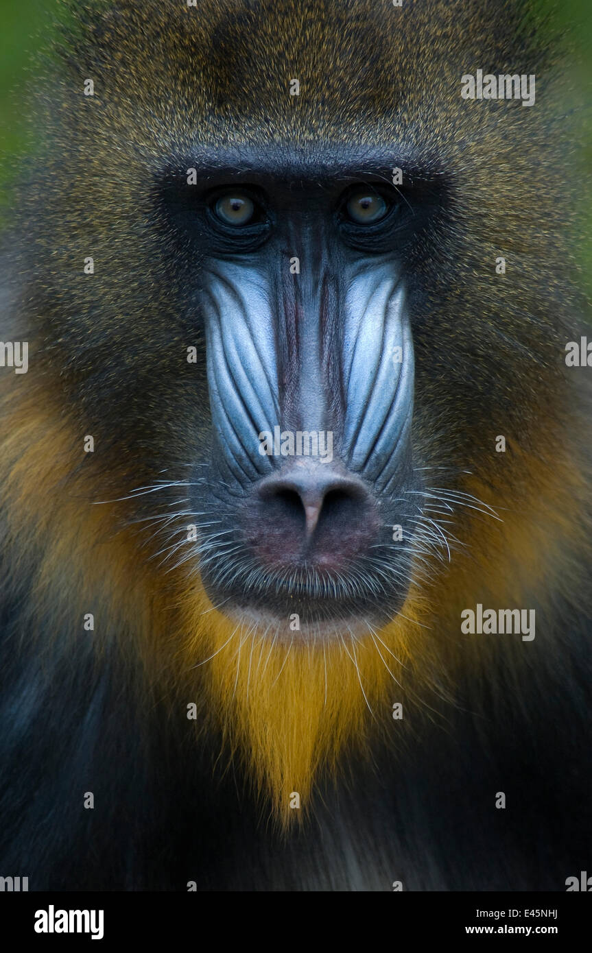 Head portrait of male Mandrill (Mandrillus sphinx) Captive. Apenheul ...
