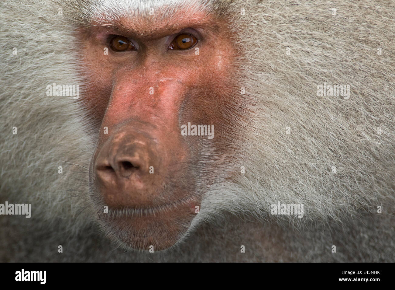 Head portrait of Hamadryas baboon (Papio hamadryas) Captive. Apenheul zoo; the Netherlands Stock ...