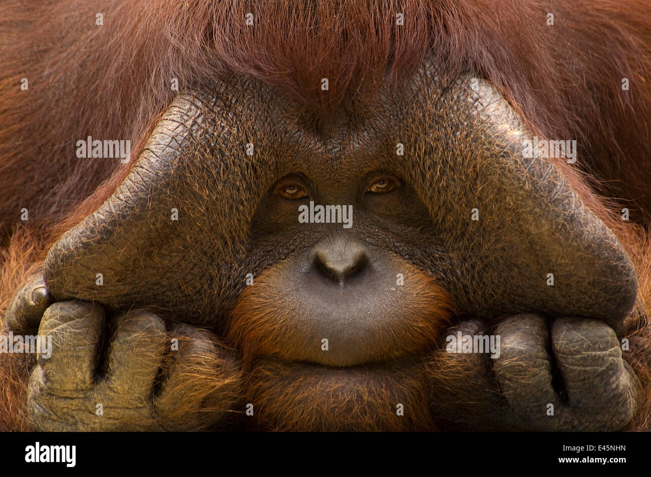 Close up face portrait of male Orang Utan (Pongo pygmaeus) Captive ...