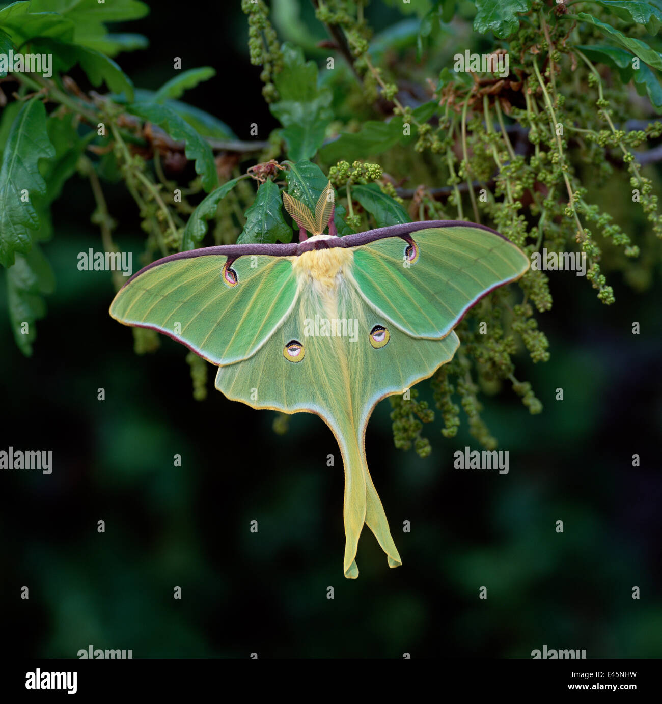 American Moon Moth