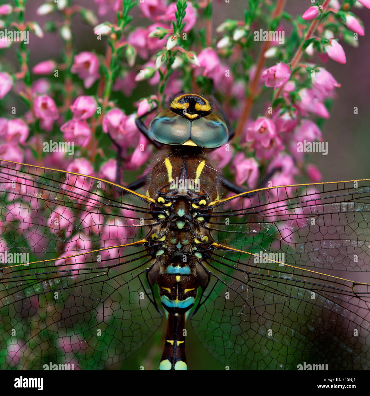 Common hawker dragonfly (Aeshna juncea) on heather flowers, Upper Lake ...