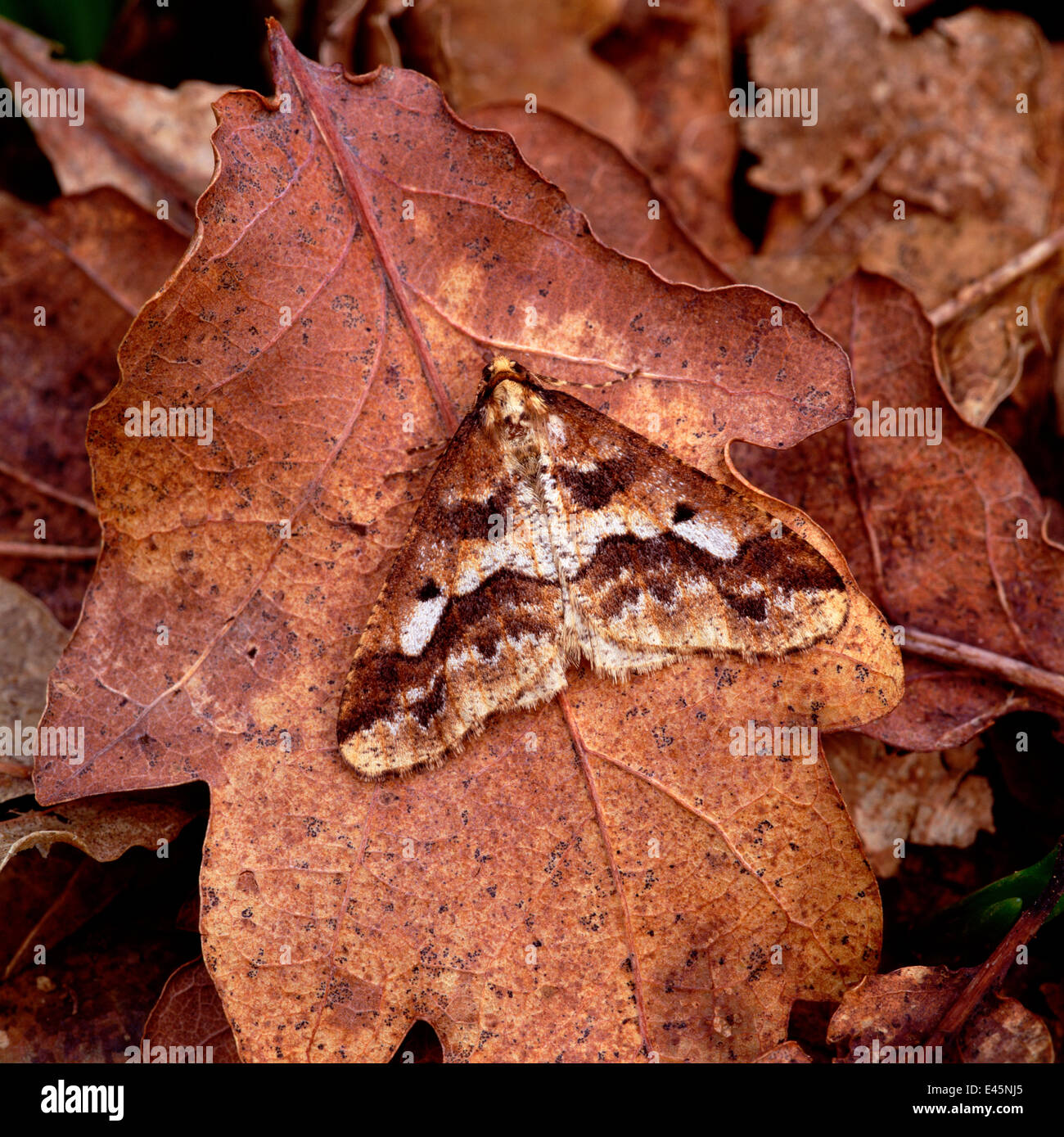 Mottled umber moth (Erannis defoliaria) on fallen leaves, Belvoir Park ...