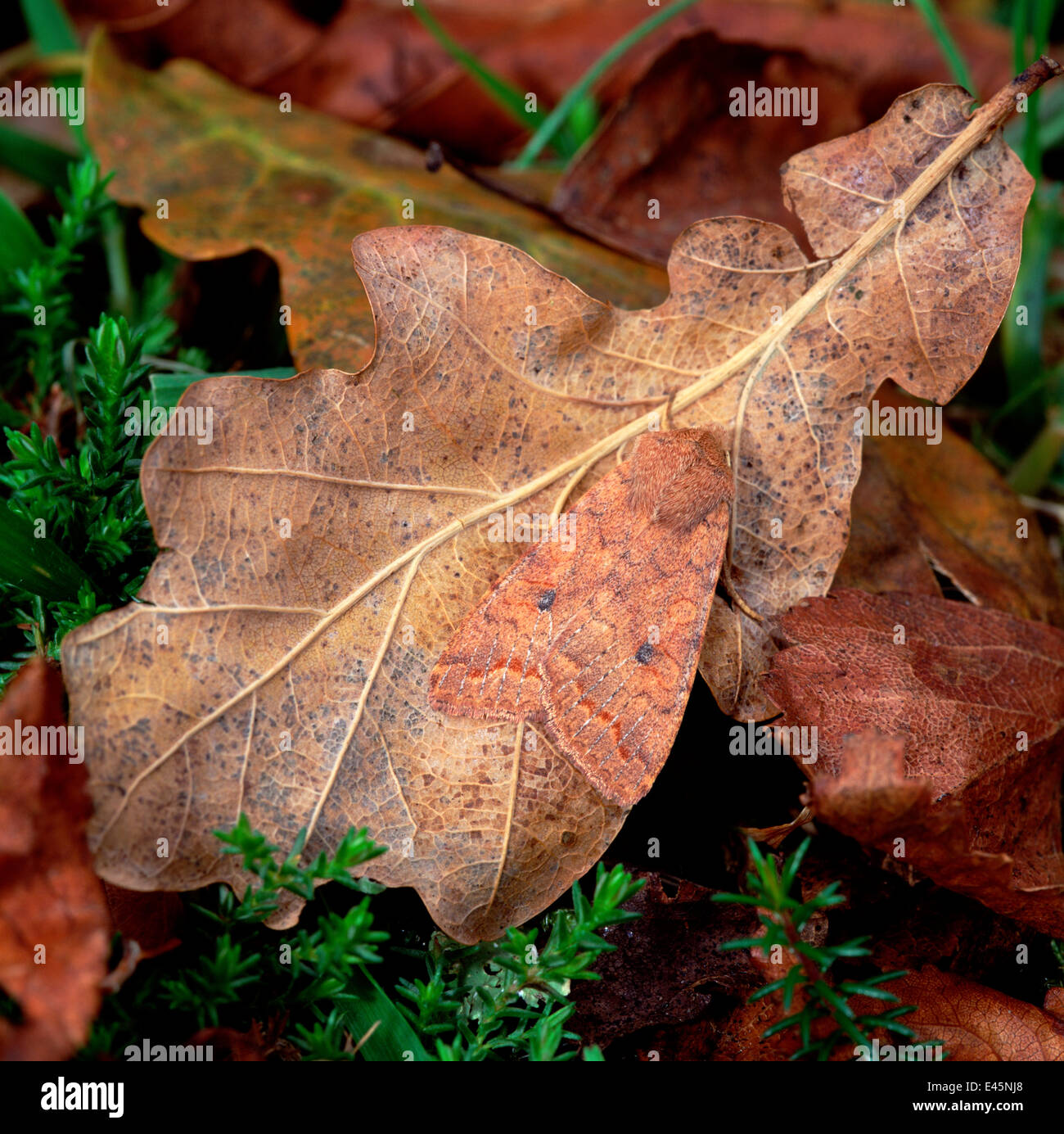 The brick moth (Agrochola circellaris) camouflaged on falled oak leaf ...