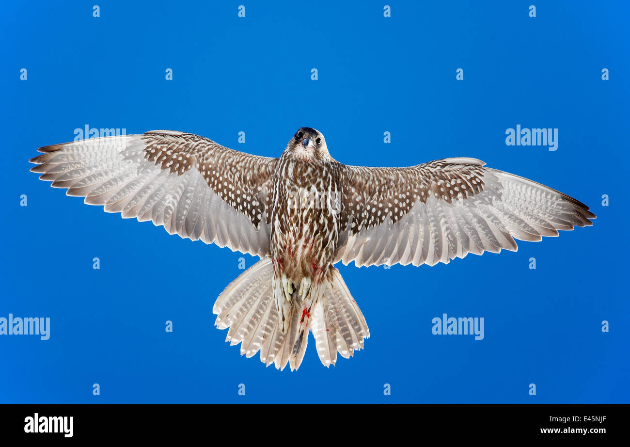 Gyrfalcon (Falco rusticolus) in flight, from directly below, Norway ...