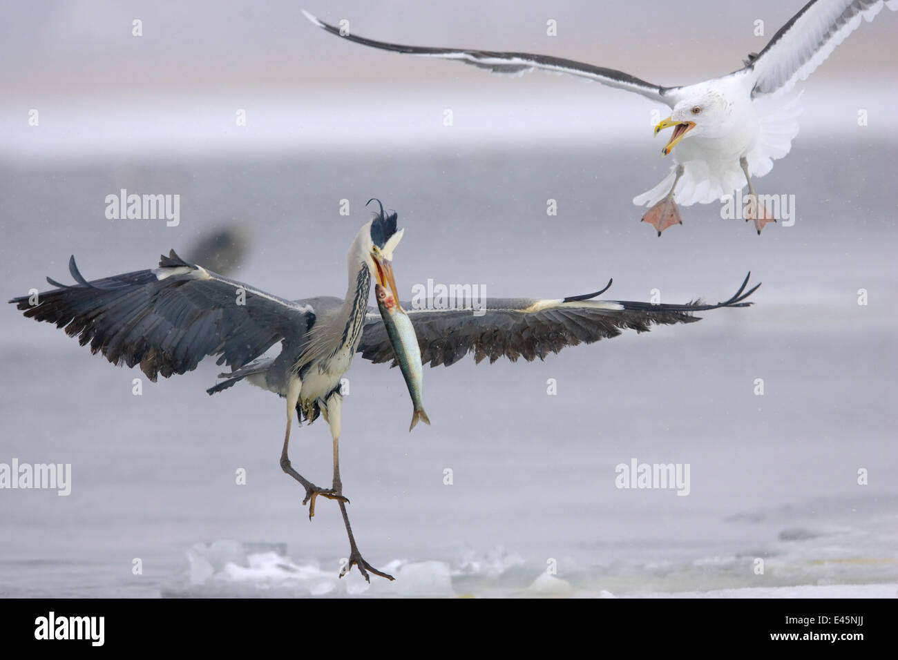 Grey heron (Ardea cinerea) with fish being attacked by Gull, Germany ...