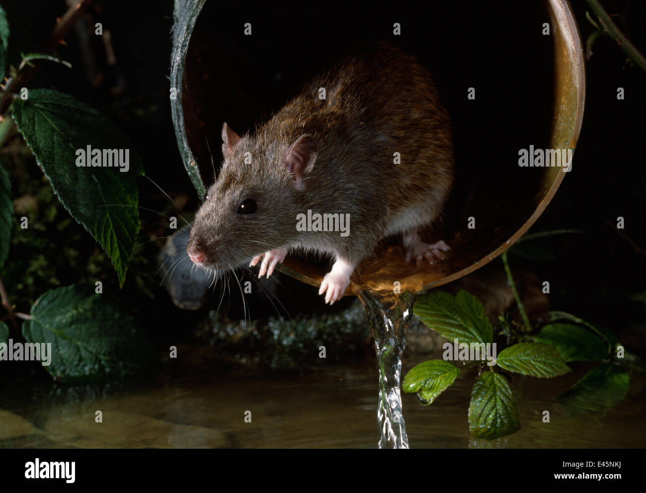 Brown rat {Rattus norvegicus} emerging from drainpipe, UK Stock Photo ...
