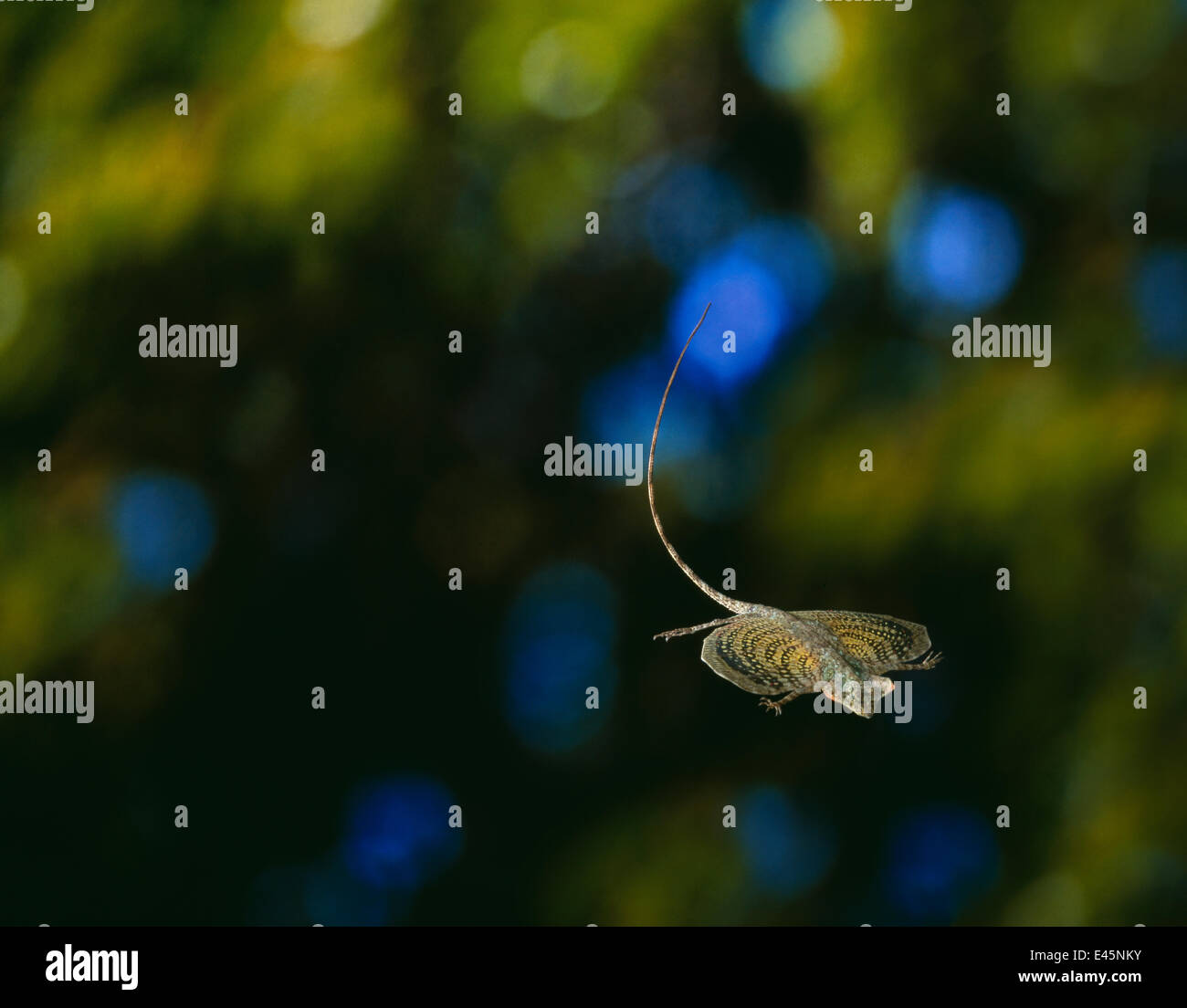 Draco volans hi-res stock photography and images - Alamy