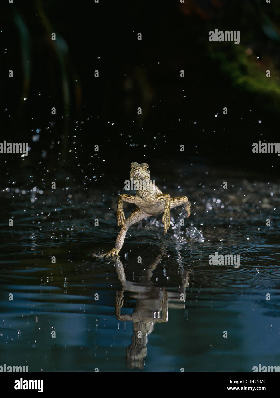 Frilled Lizard Running Across Water