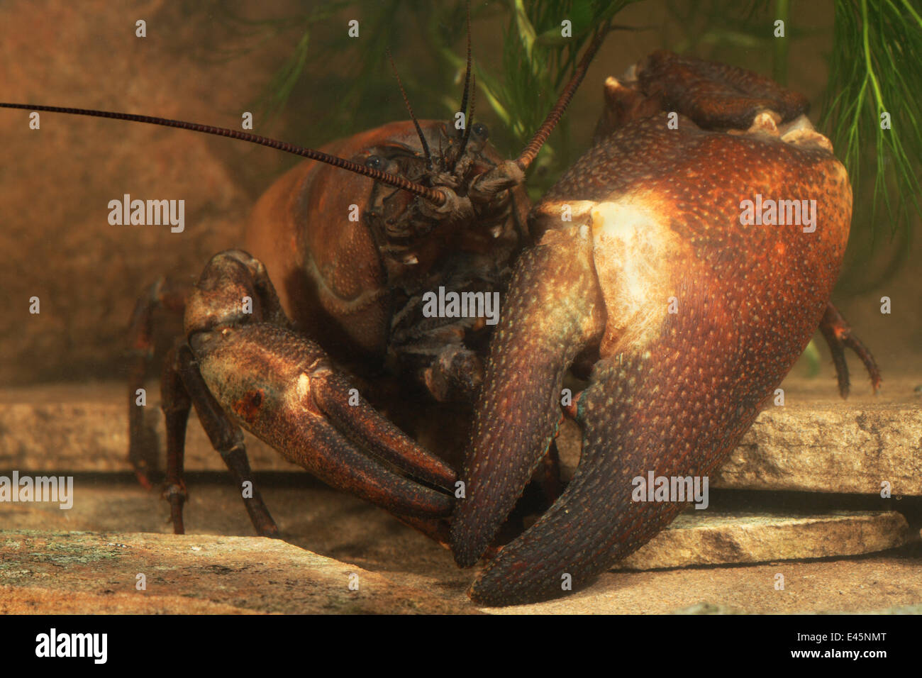Signal Crayfish {Pacifastacus leniusculus} Leicestershire, UK Stock ...
