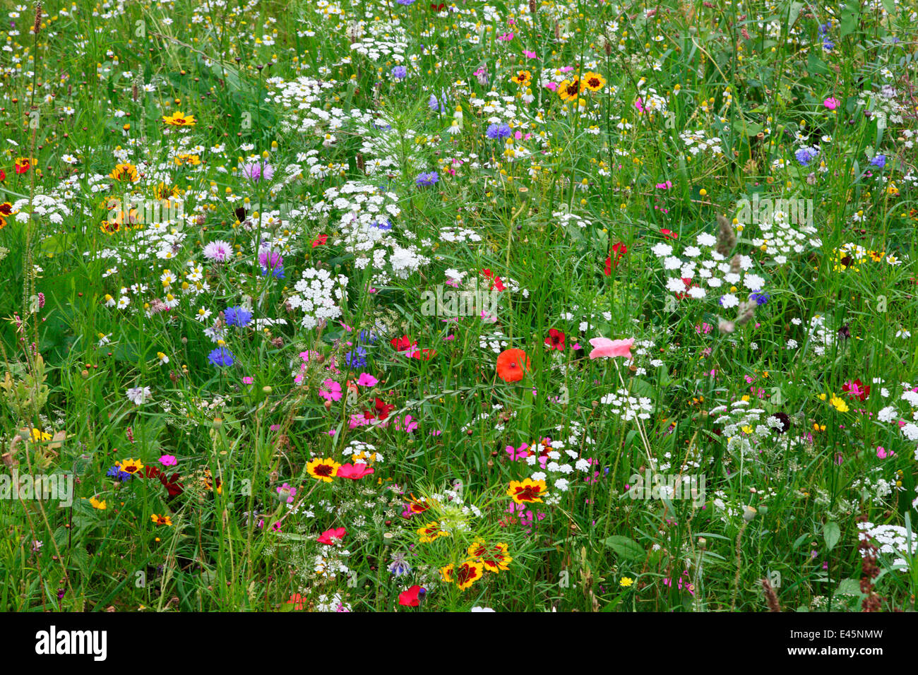 Sheffield wildflowers hi-res stock photography and images - Alamy