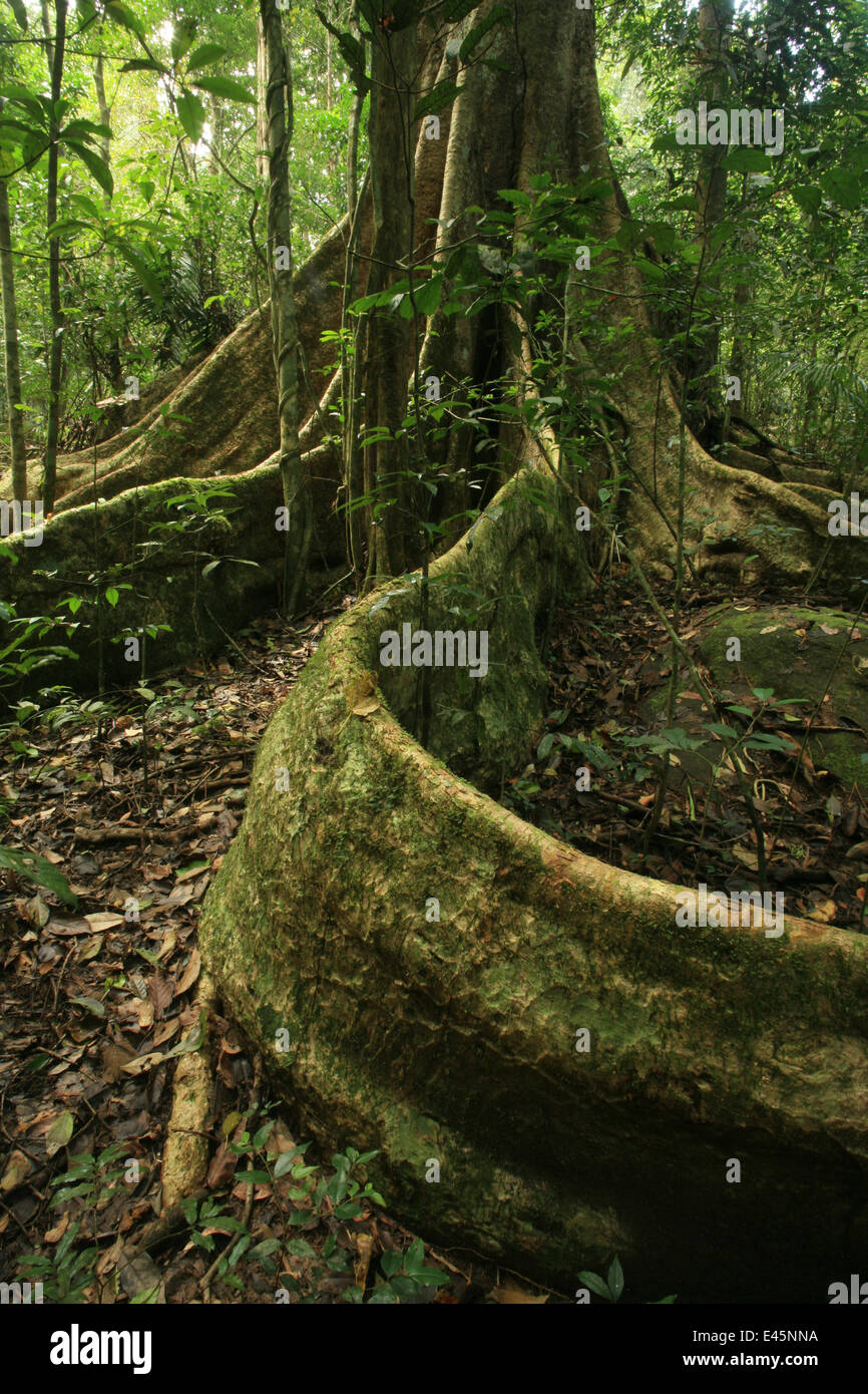 Buttress roots of tree (Tetrameles nudiflora) in tropical rainforest ...