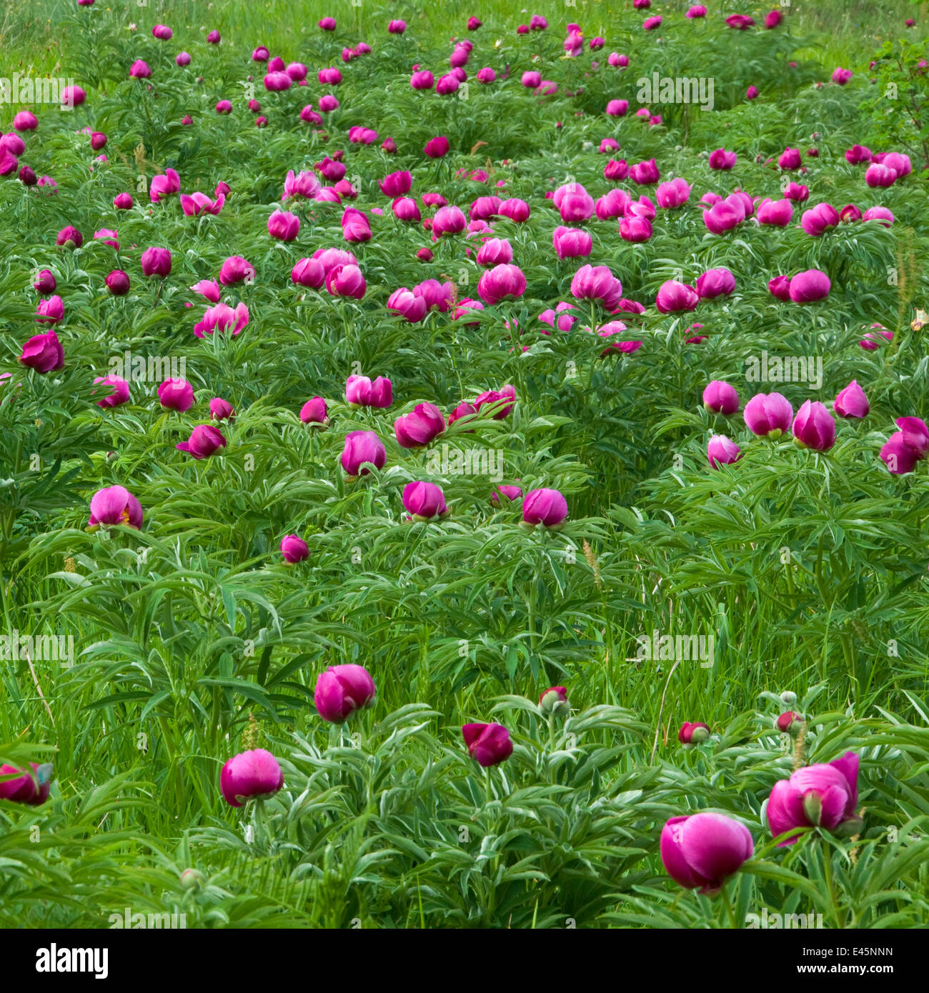 Common peony (Paeonia officinalis) flowers in a meadow, Valle de ...