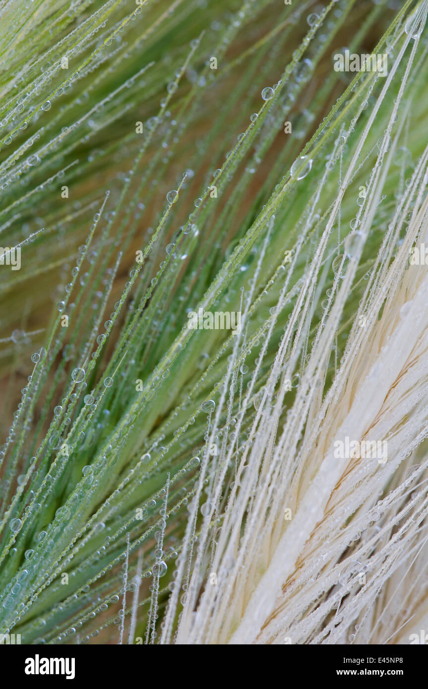 Close-up of dew drops on grass, San Marino, May 2009 WWE BOOK. WWE ...
