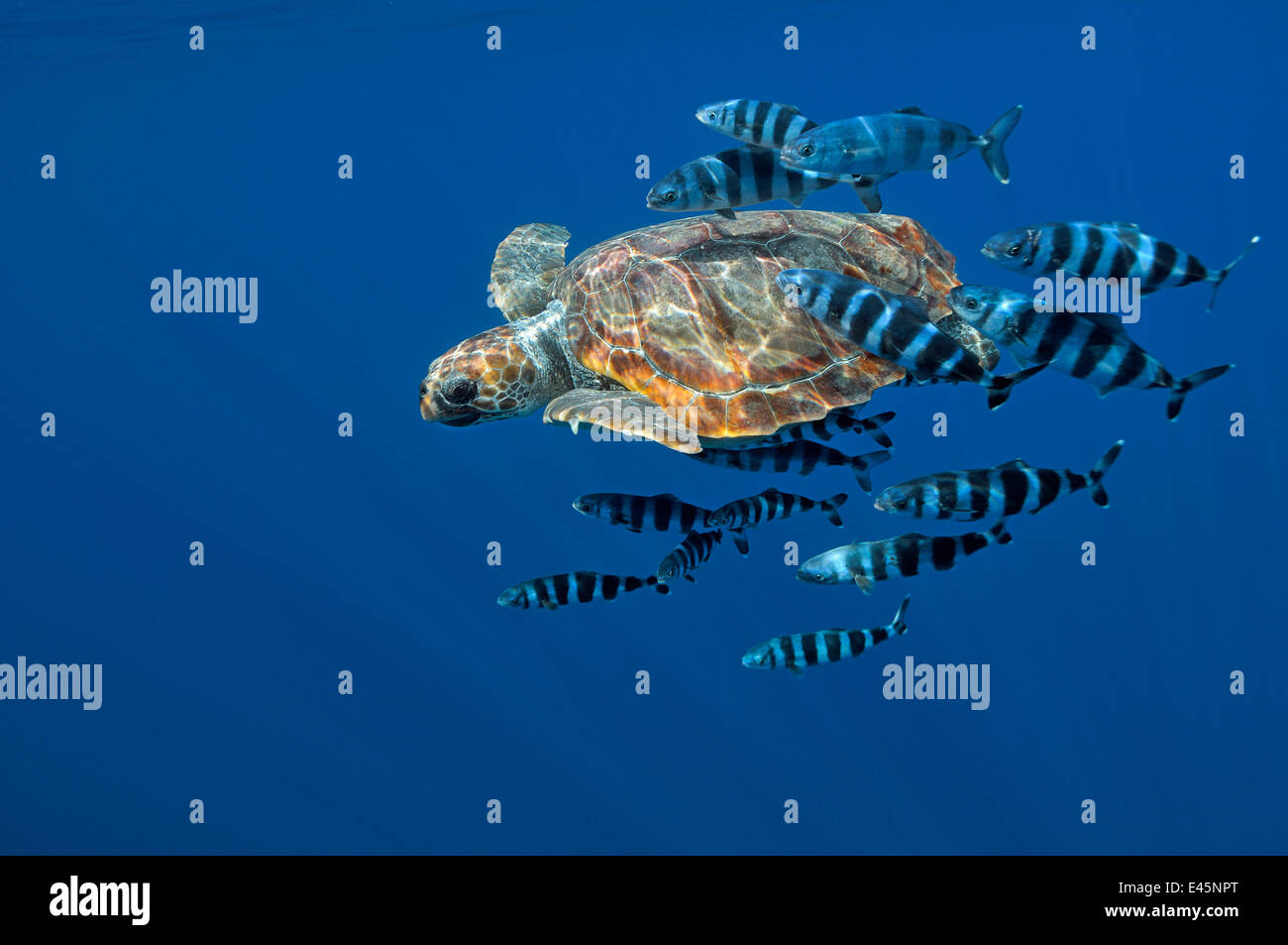 Loggerhead turtle (Caretta caretta) with a shoal of Pilot fish ...