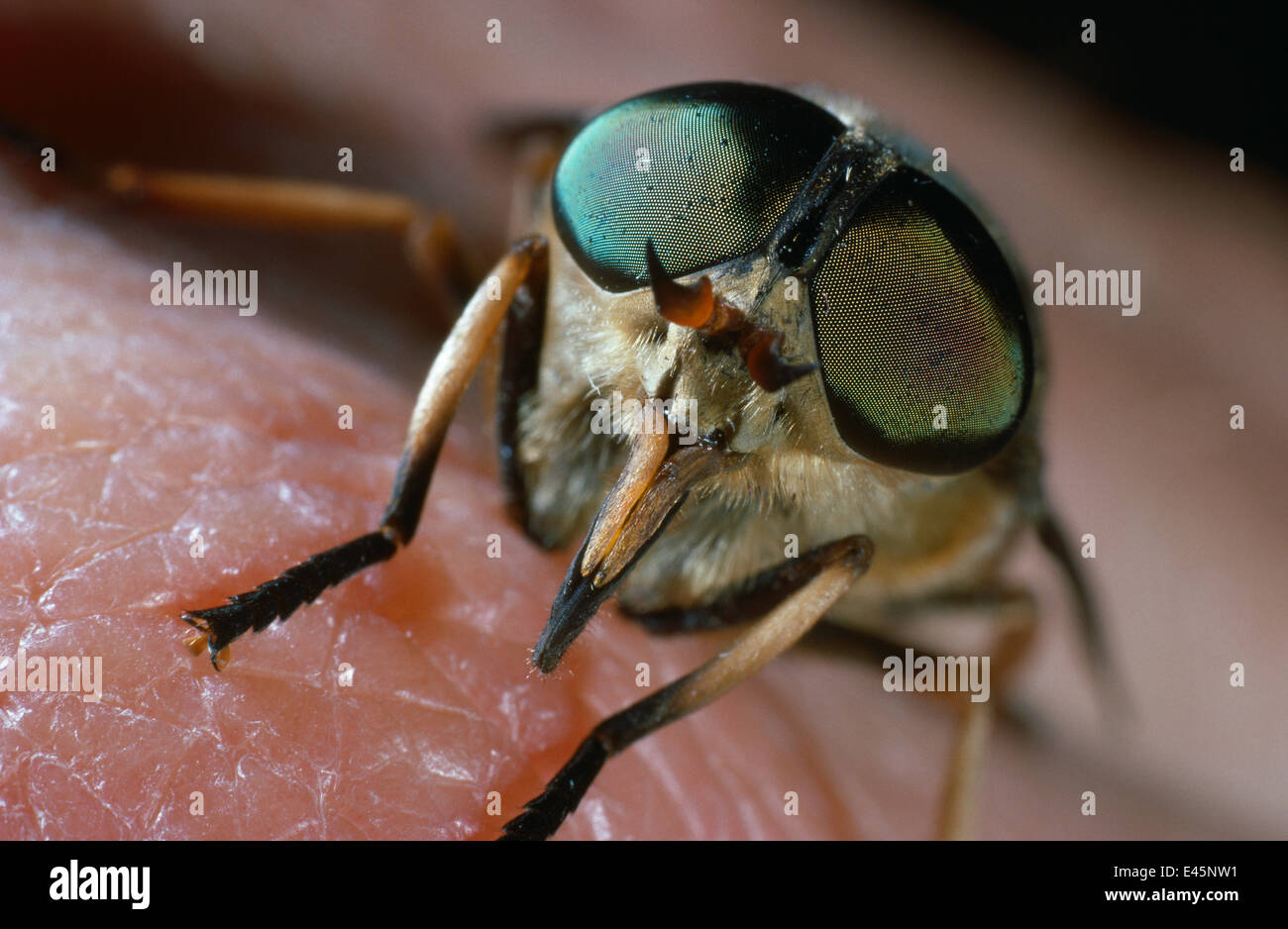 Horse Fly Teeth NJ Biting Flies: Which Of These Flying Insects Is