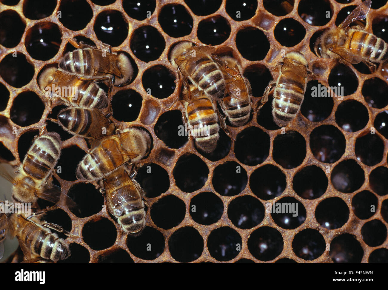 Honey bees (Apis mellifera) filling honey storage cells in hive, UK ...