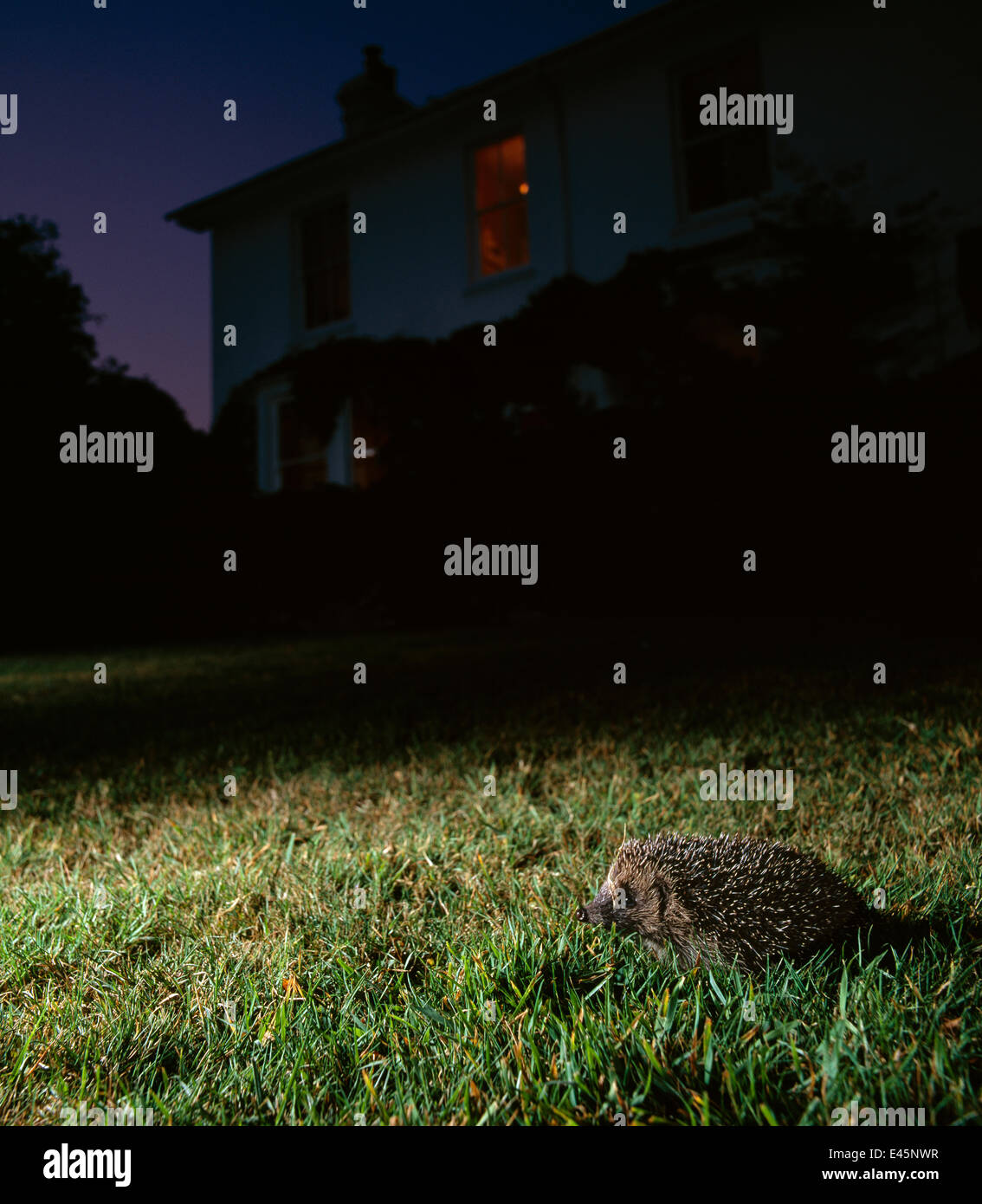 Hedgehog (Erinaceus europaeus) on garden lawn at night, UK Stock Photo ...