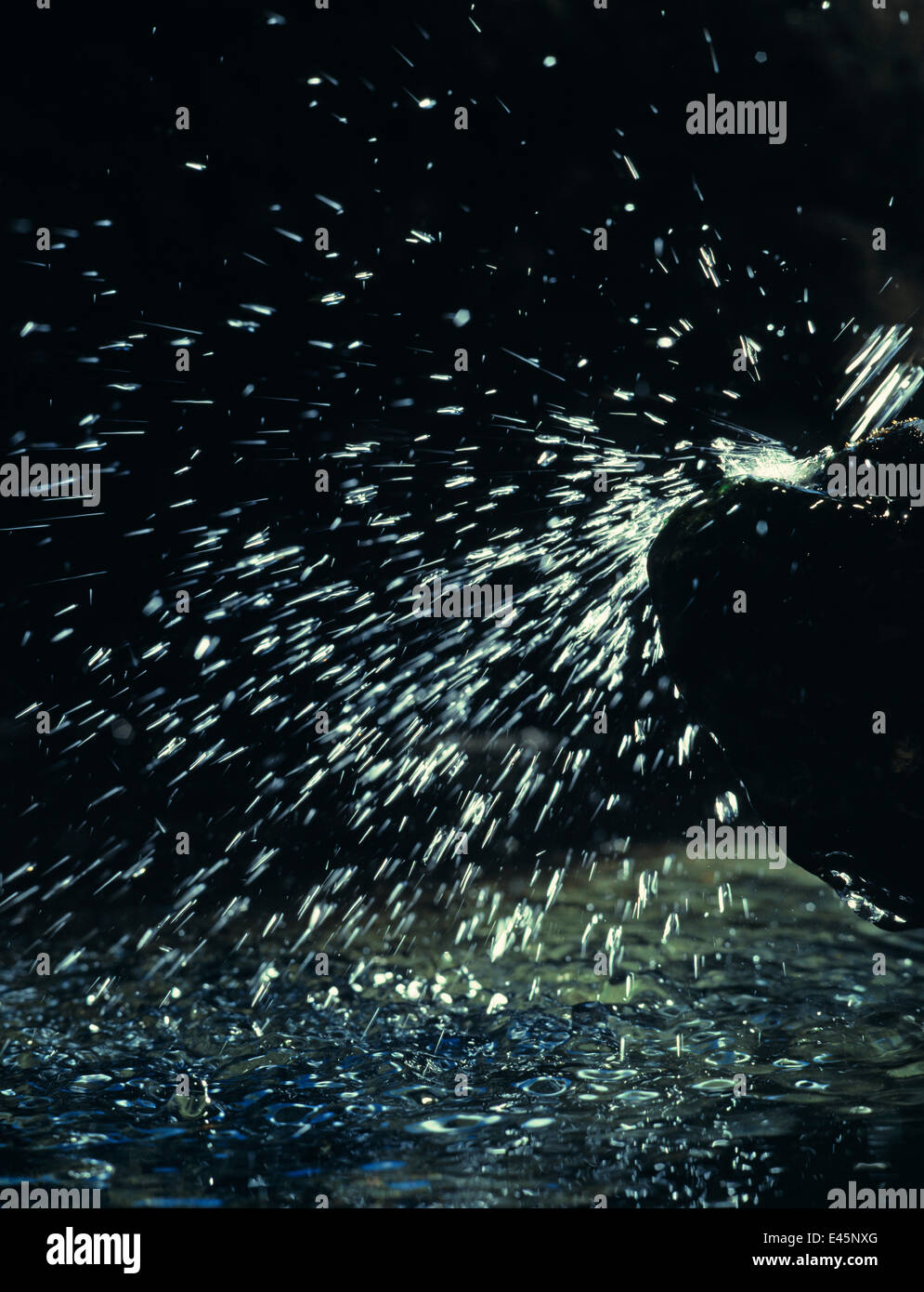 Water splashing over a rock, backlit, UK Stock Photo - Alamy