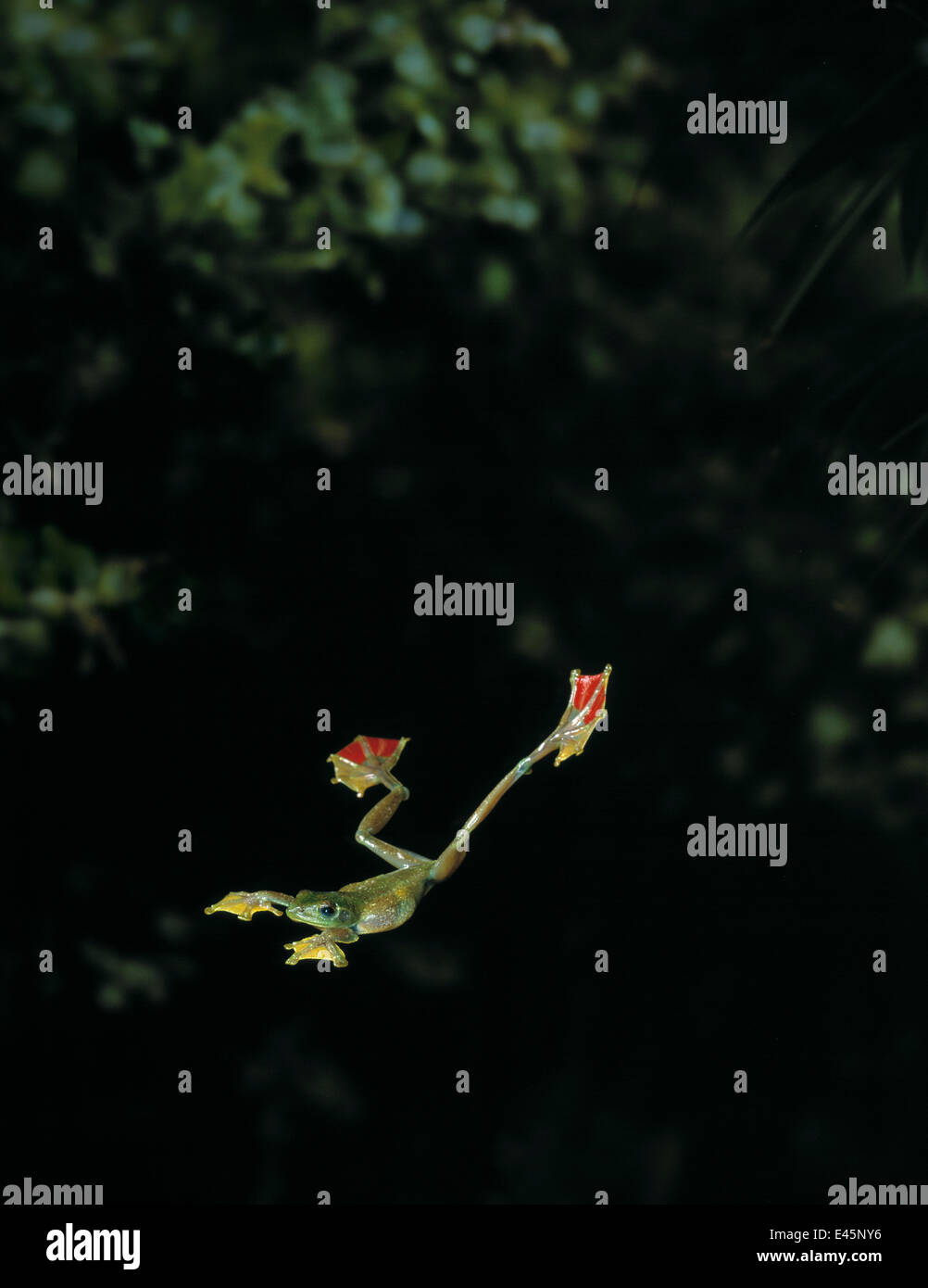 Jade tree frog (Rhacophorus dulitensis) gliding between trees ...