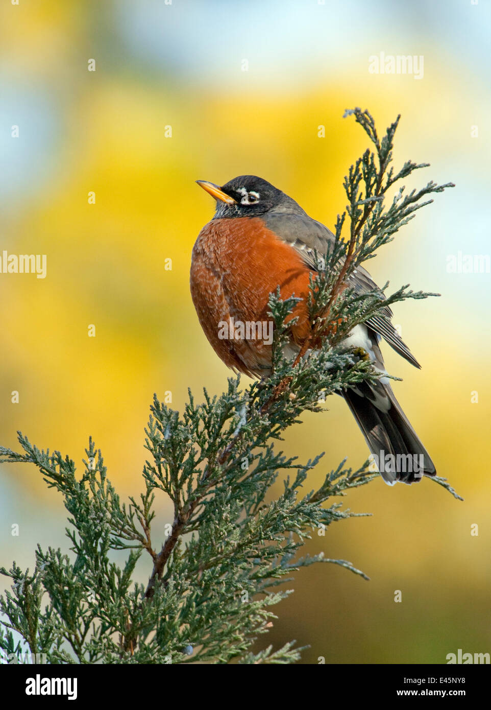 Puffed up fauna hi-res stock photography and images - Alamy