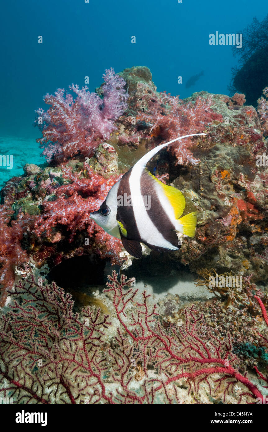 Longfin bannerfish (Heniochus acuminatus) with soft corals on reef ...