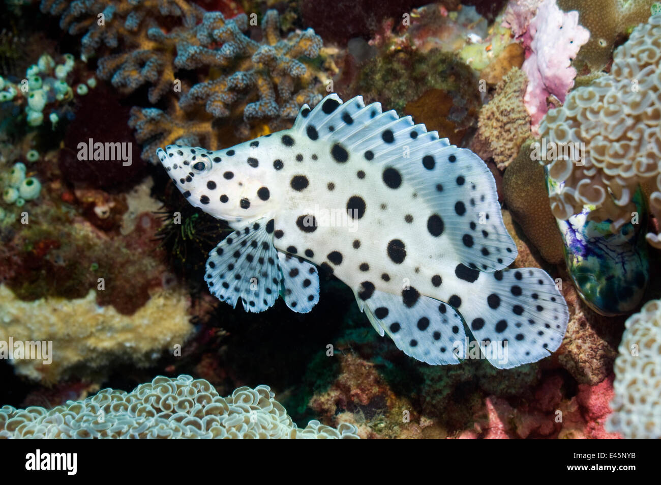 Chromileptes altivelis hi-res stock photography and images - Alamy