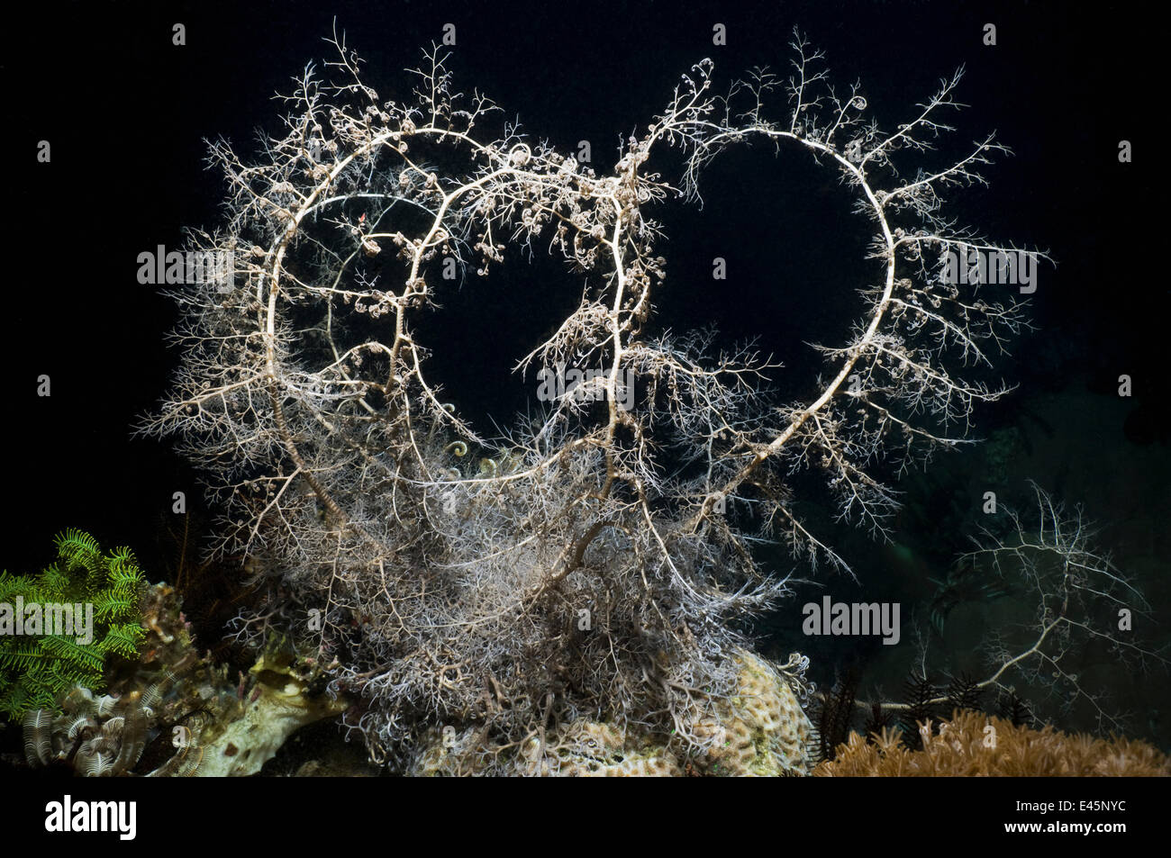 Basket star astroboa nuda hi-res stock photography and images - Alamy