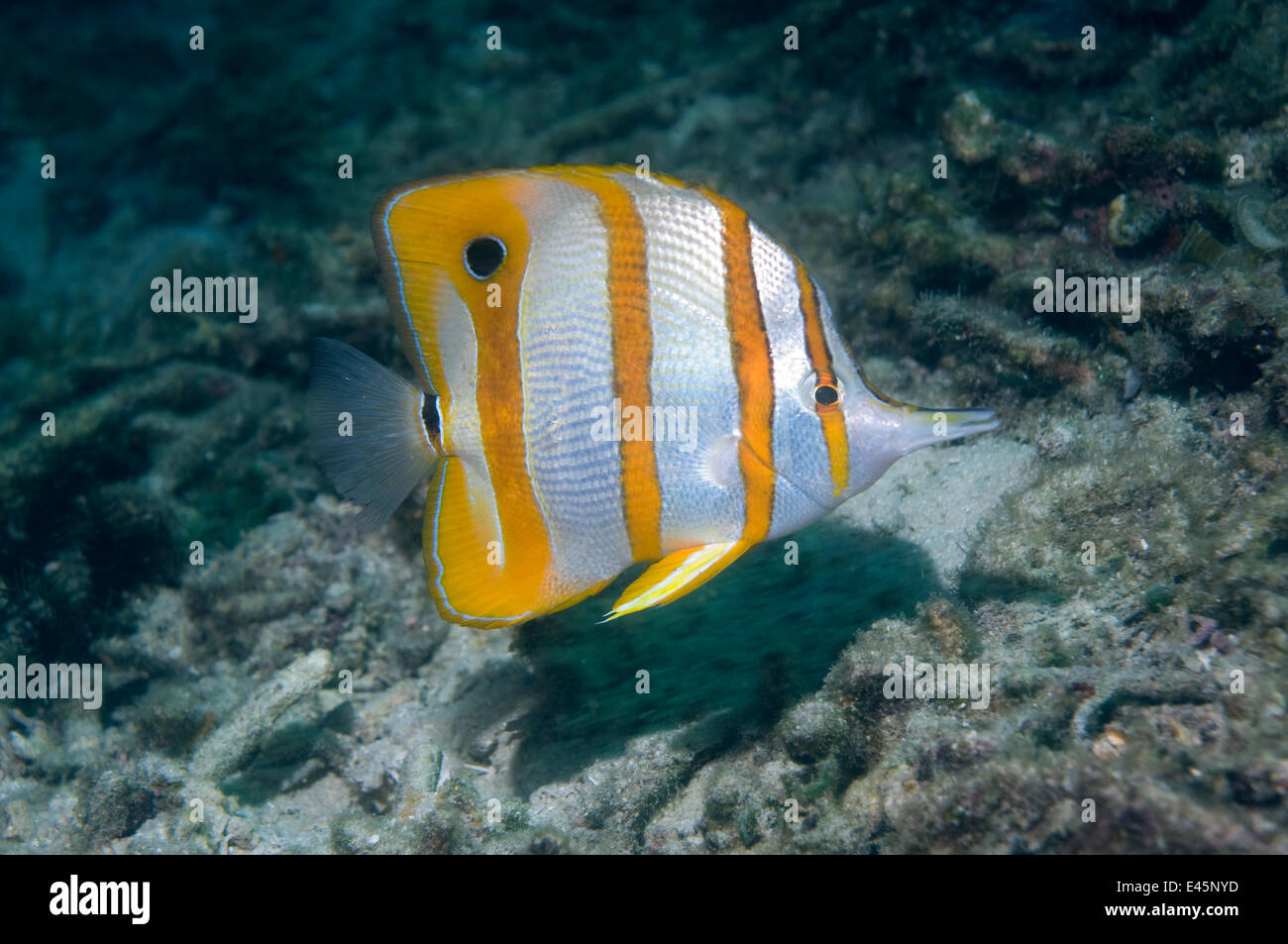 Beaked / Copper-banded butterflyfish (Chelmon rostratus) in coral reef ...
