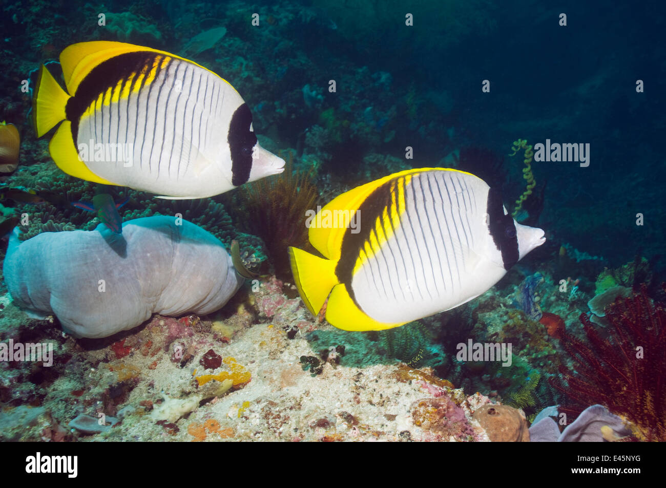 Two Lined butterflyfish (Chaetodon lineolatus) swimming over coral reef ...