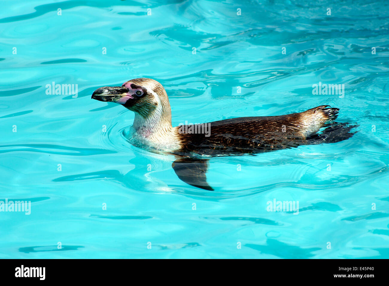 Burrowing penguin hi-res stock photography and images - Alamy