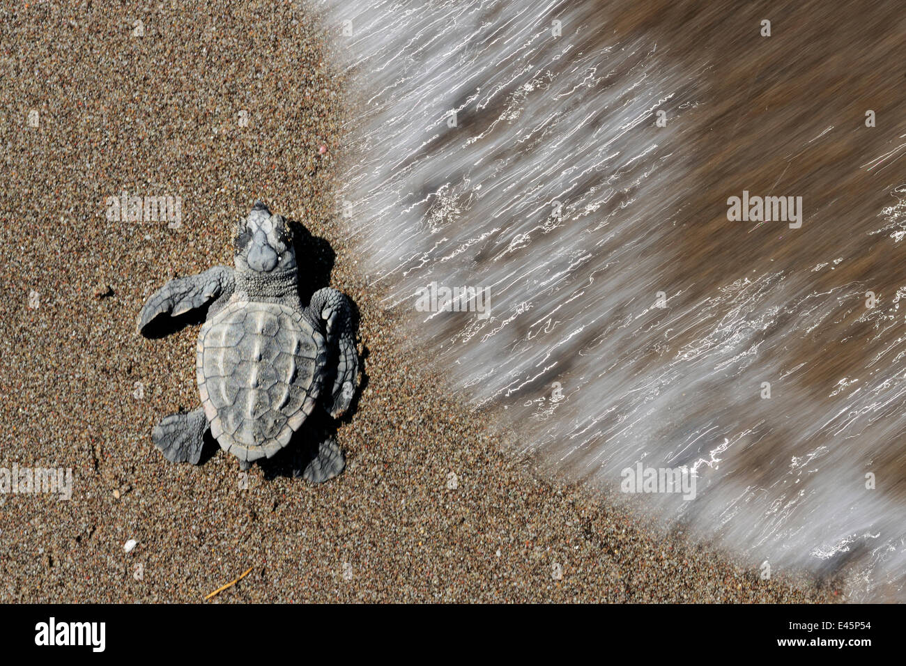 Endangered Loggerhead Sea Turtle Caretta High Resolution Stock ...
