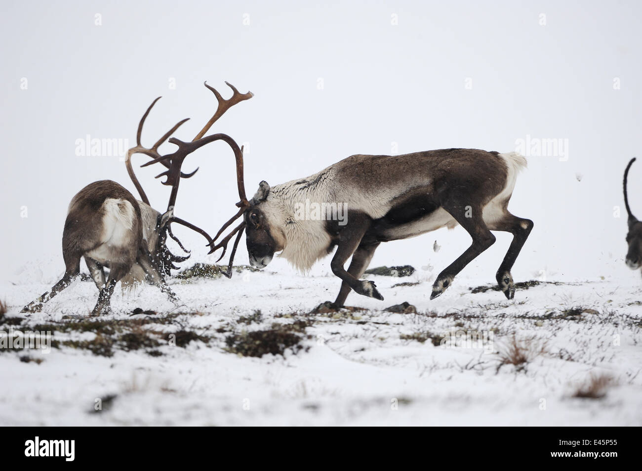 Reindeer (Rangifer tarandus) fighting, Forollhogna National Park ...