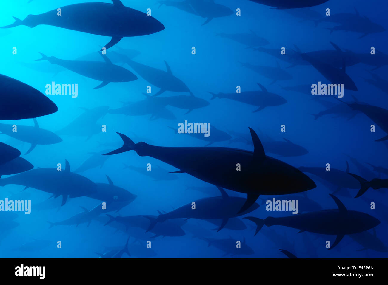 Atlantic bluefin tuna silhouette hi-res stock photography and images ...