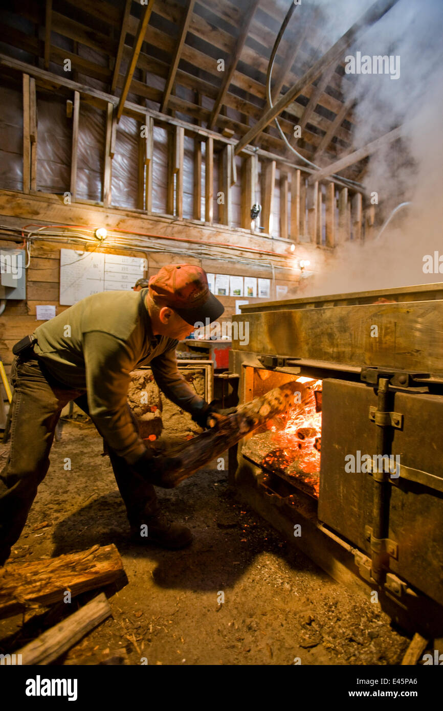 Man stoking the fire in the sap evaporator of the sugar house at ...
