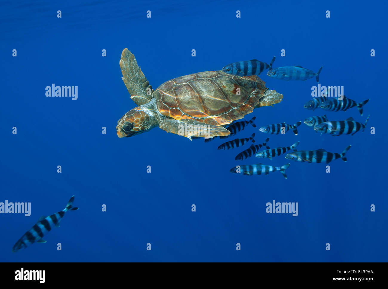 Loggerhead turtle (Caretta caretta) with a shoal of Pilot fish ...